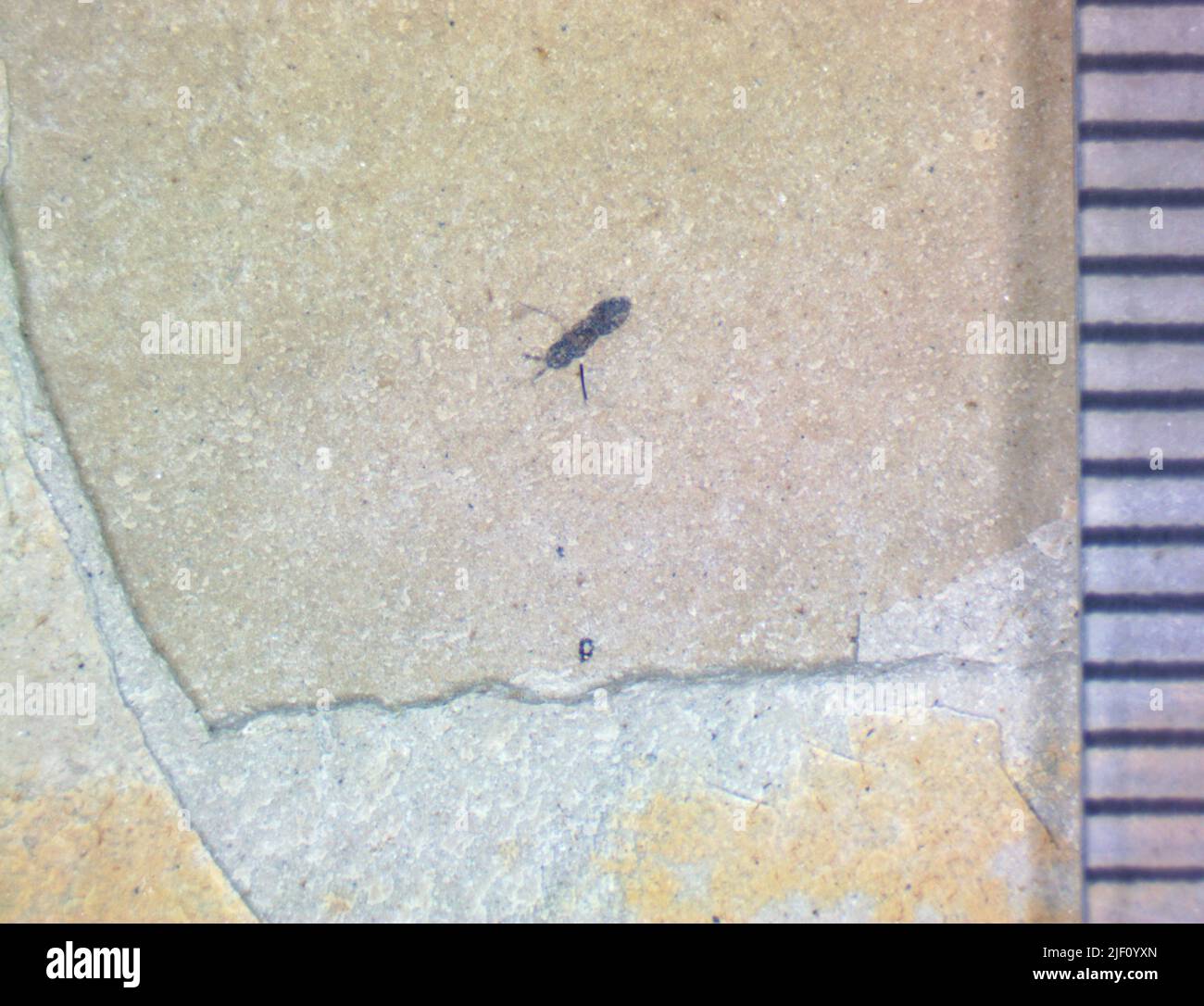 Undet formicidae animalia hi-res stock photography and images - Alamy