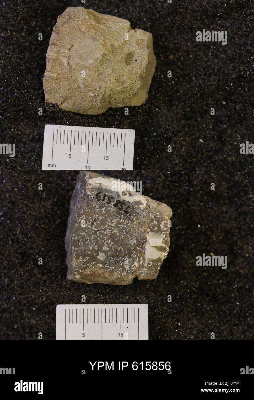 Baculites sp animalia hi-res stock photography and images - Alamy