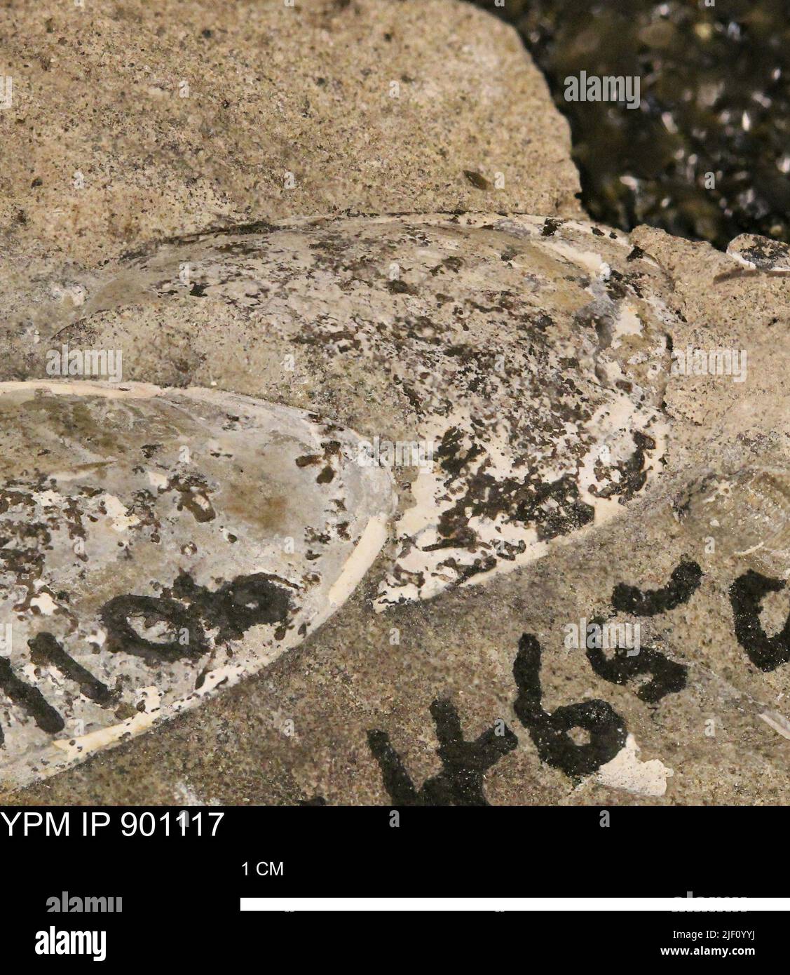 Tellina sp hi-res stock photography and images - Alamy