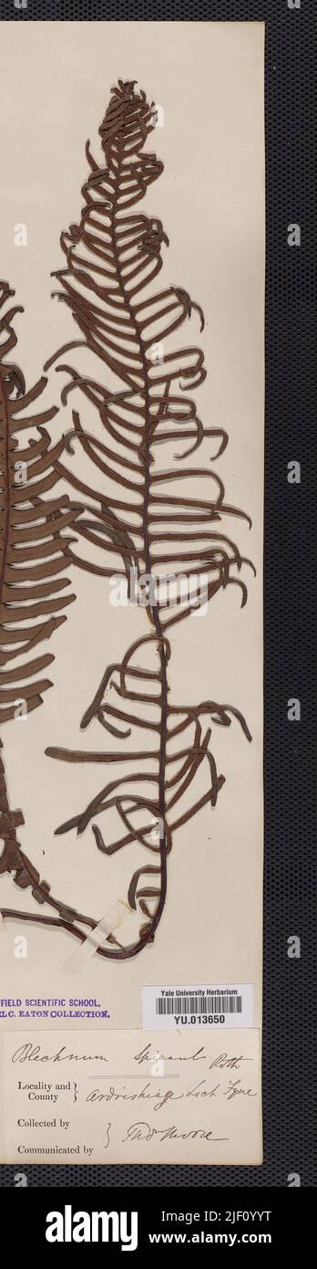 Neogloboquadrina pachyderma (Ehrenberg, 1861 Stock Photo - Alamy