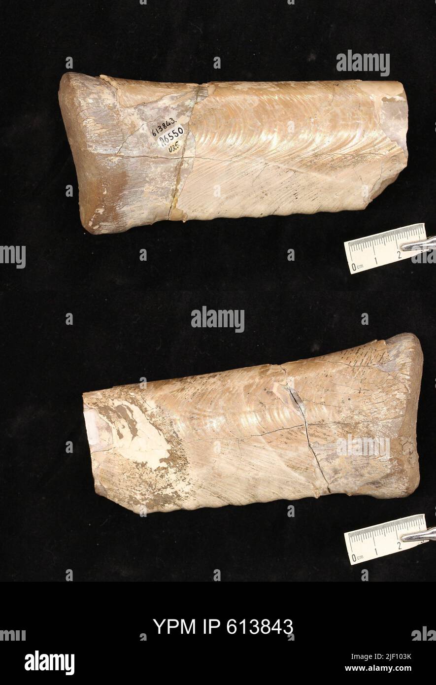 Baculites compressus Say Stock Photo - Alamy