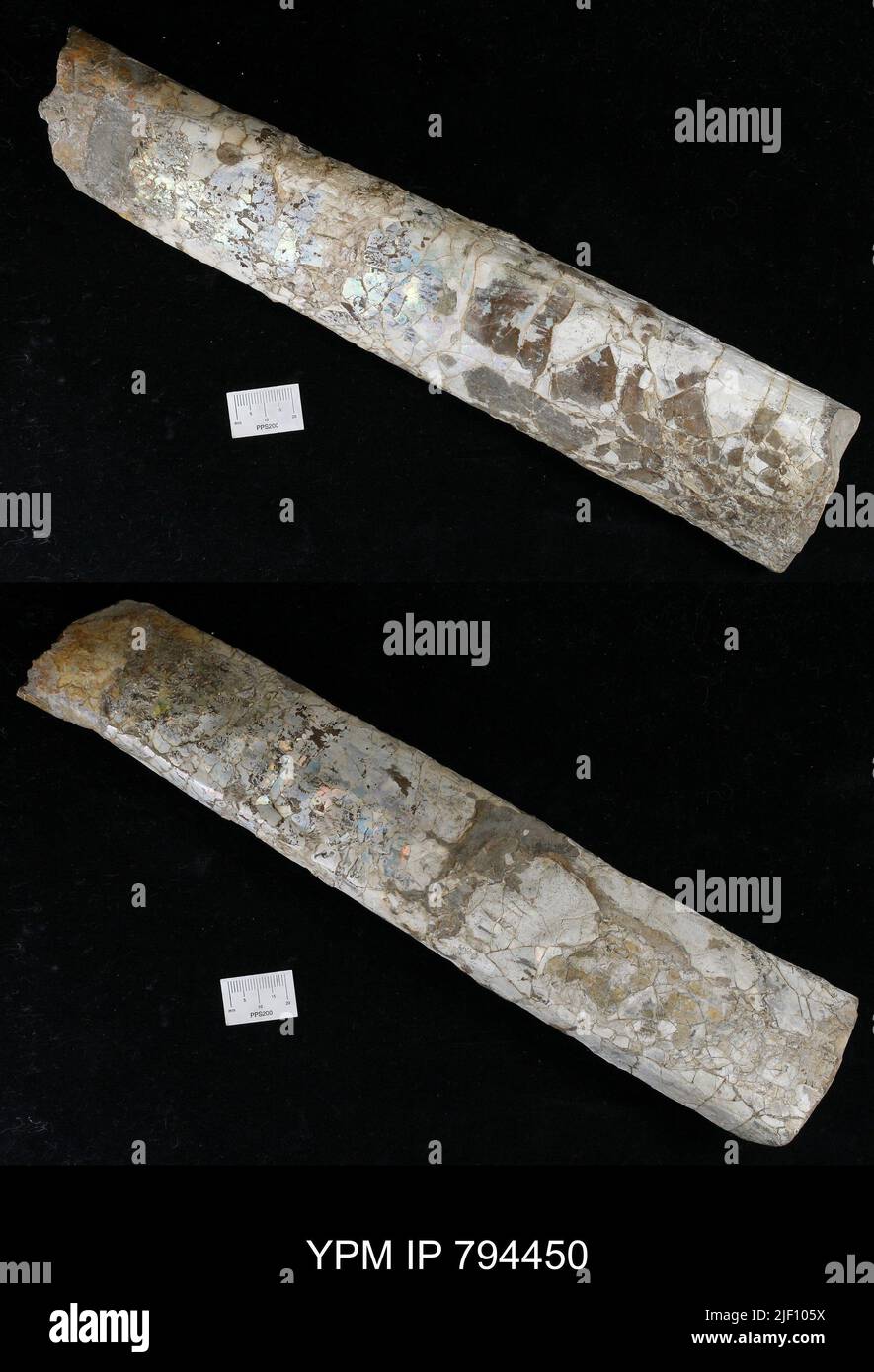 Baculites compressus say animalia hi-res stock photography and images ...