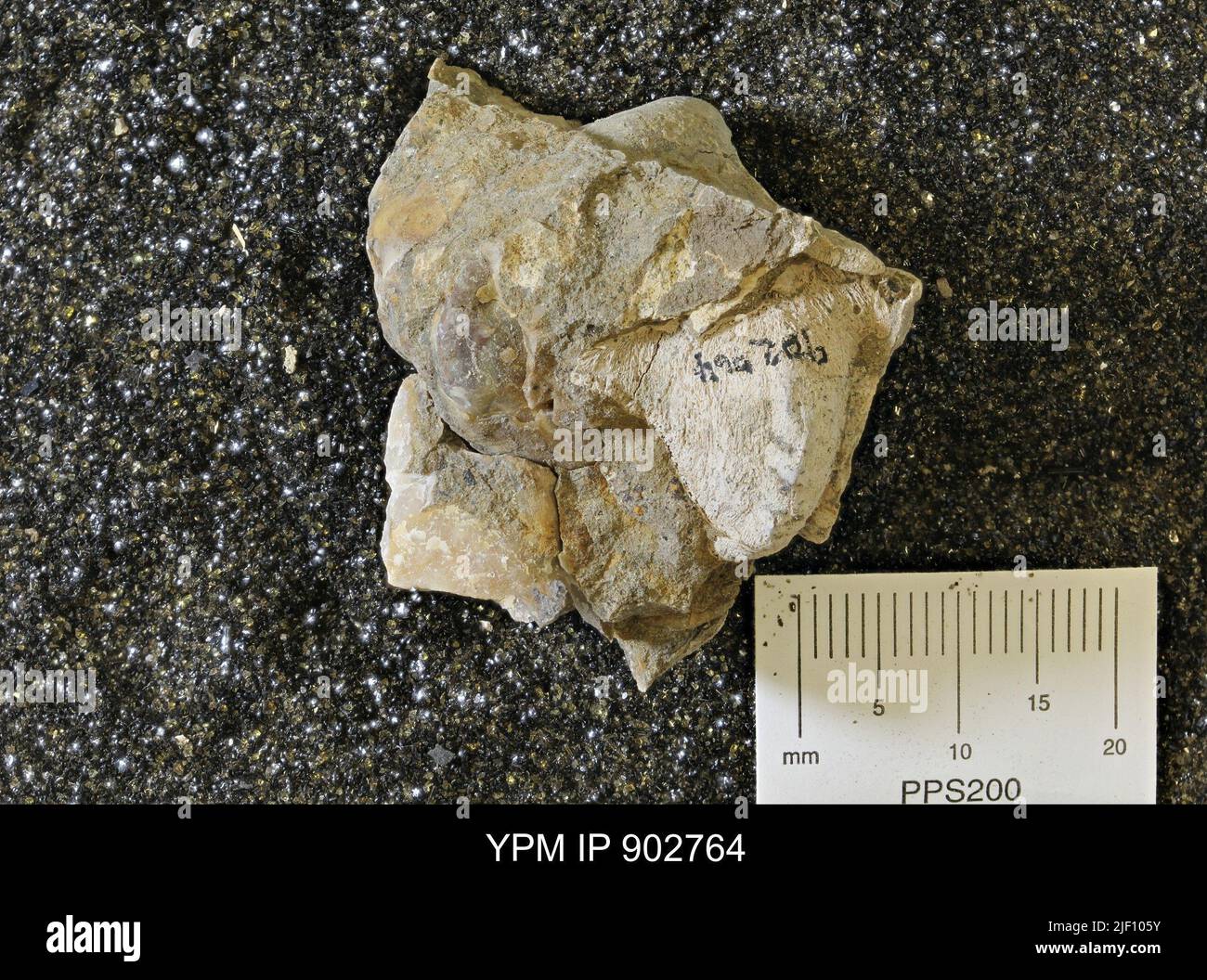 Gastropoda snails and slugs hi-res stock photography and images - Alamy