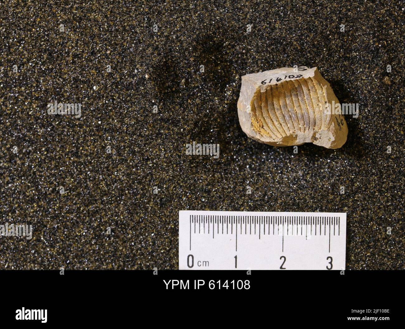 Scaphitidae hi-res stock photography and images - Alamy