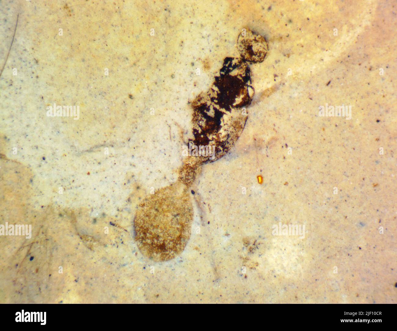 Formicidae family hi-res stock photography and images - Alamy