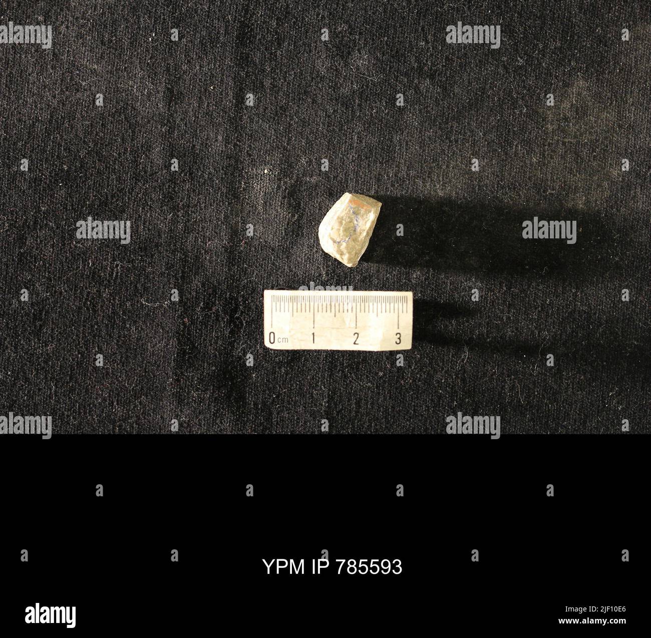 Transversalis hi-res stock photography and images - Alamy