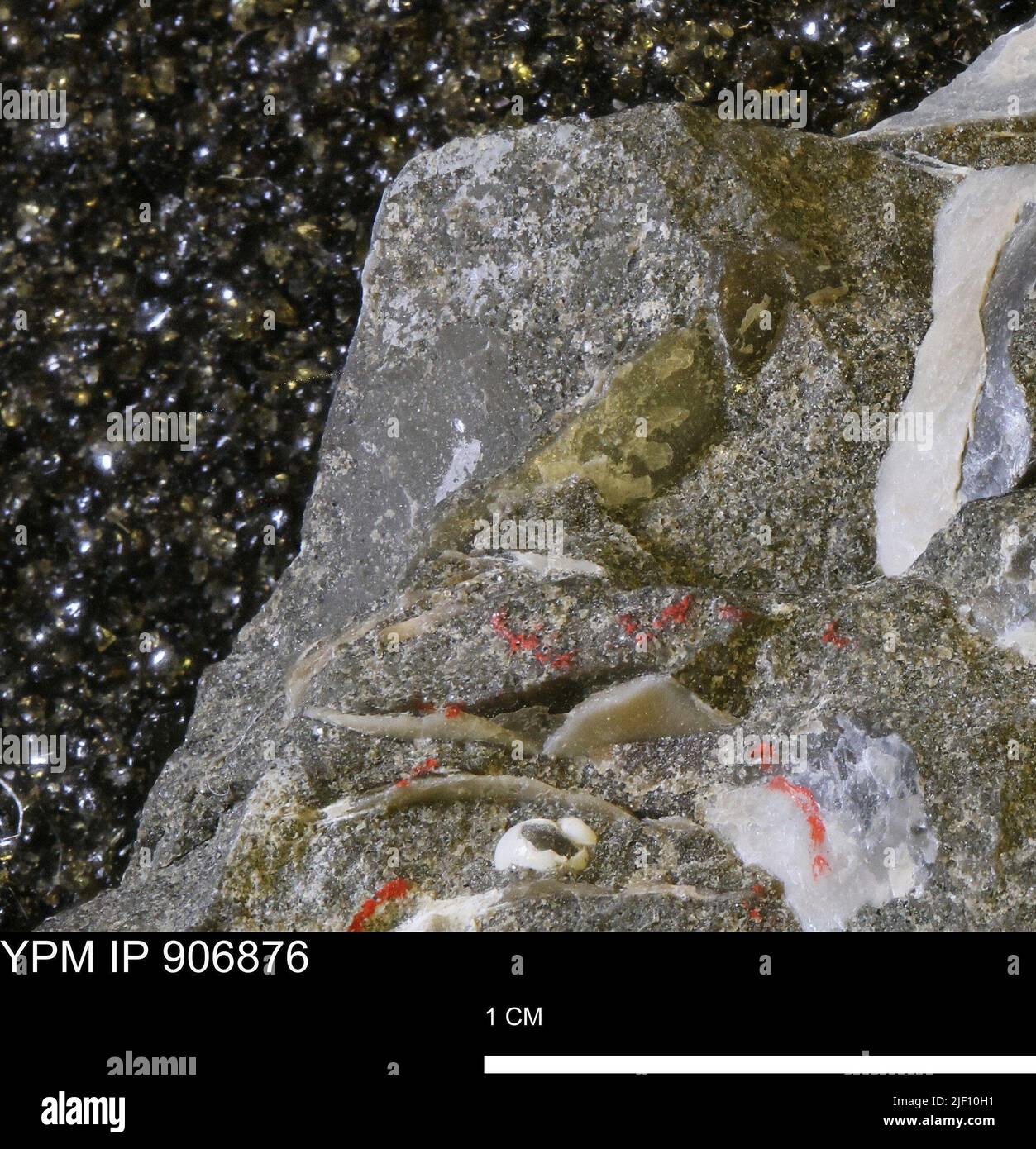 Undet bivalvia animalia hi-res stock photography and images - Alamy