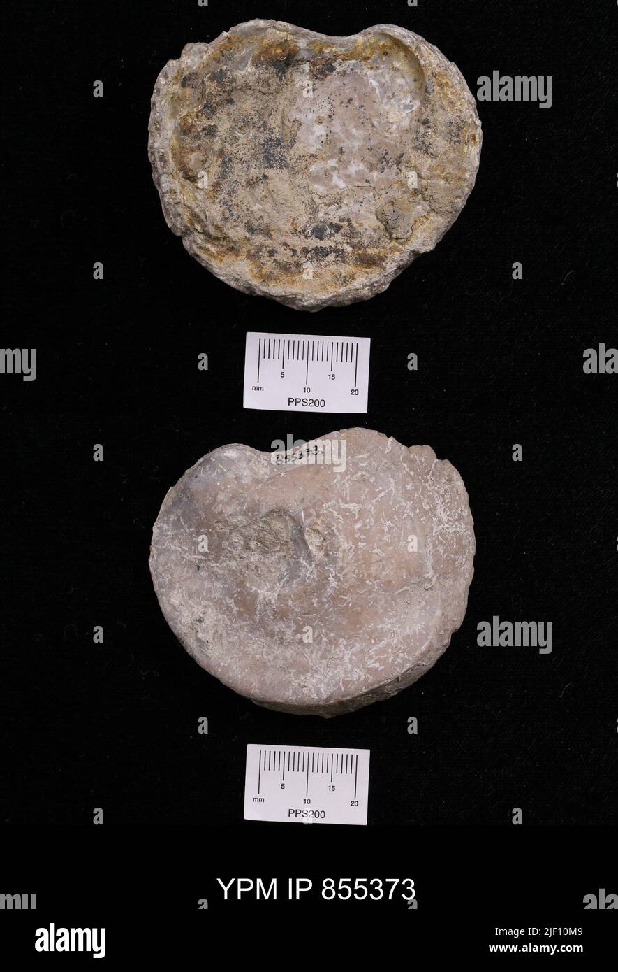 Exogyra sp animalia hi-res stock photography and images - Alamy