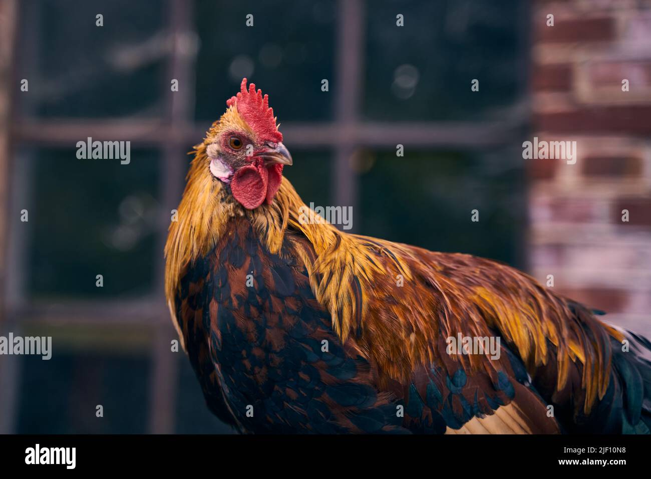 Hen chicken window hi-res stock photography and images - Alamy