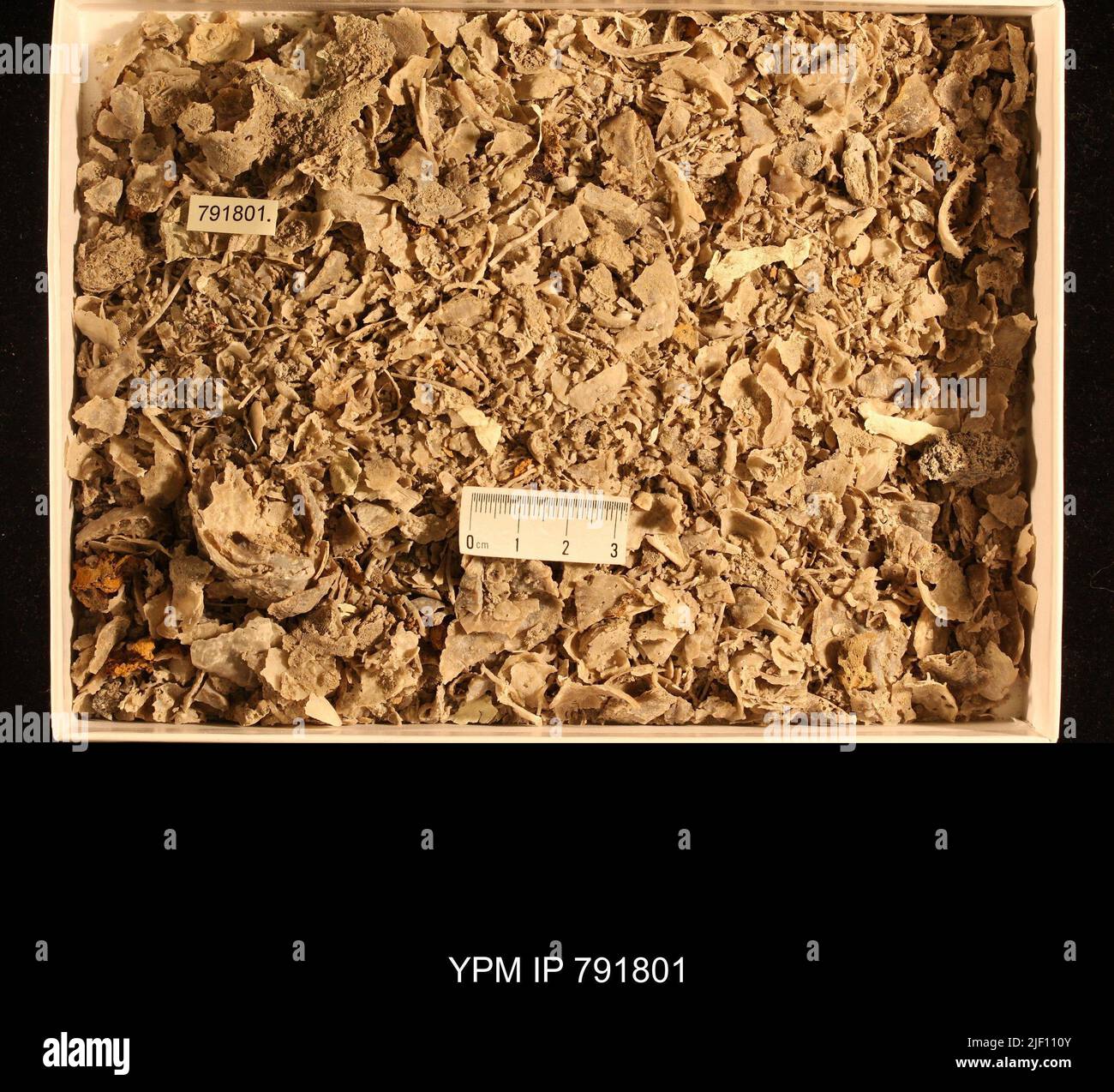 silicified residue and shell fragments Stock Photo - Alamy