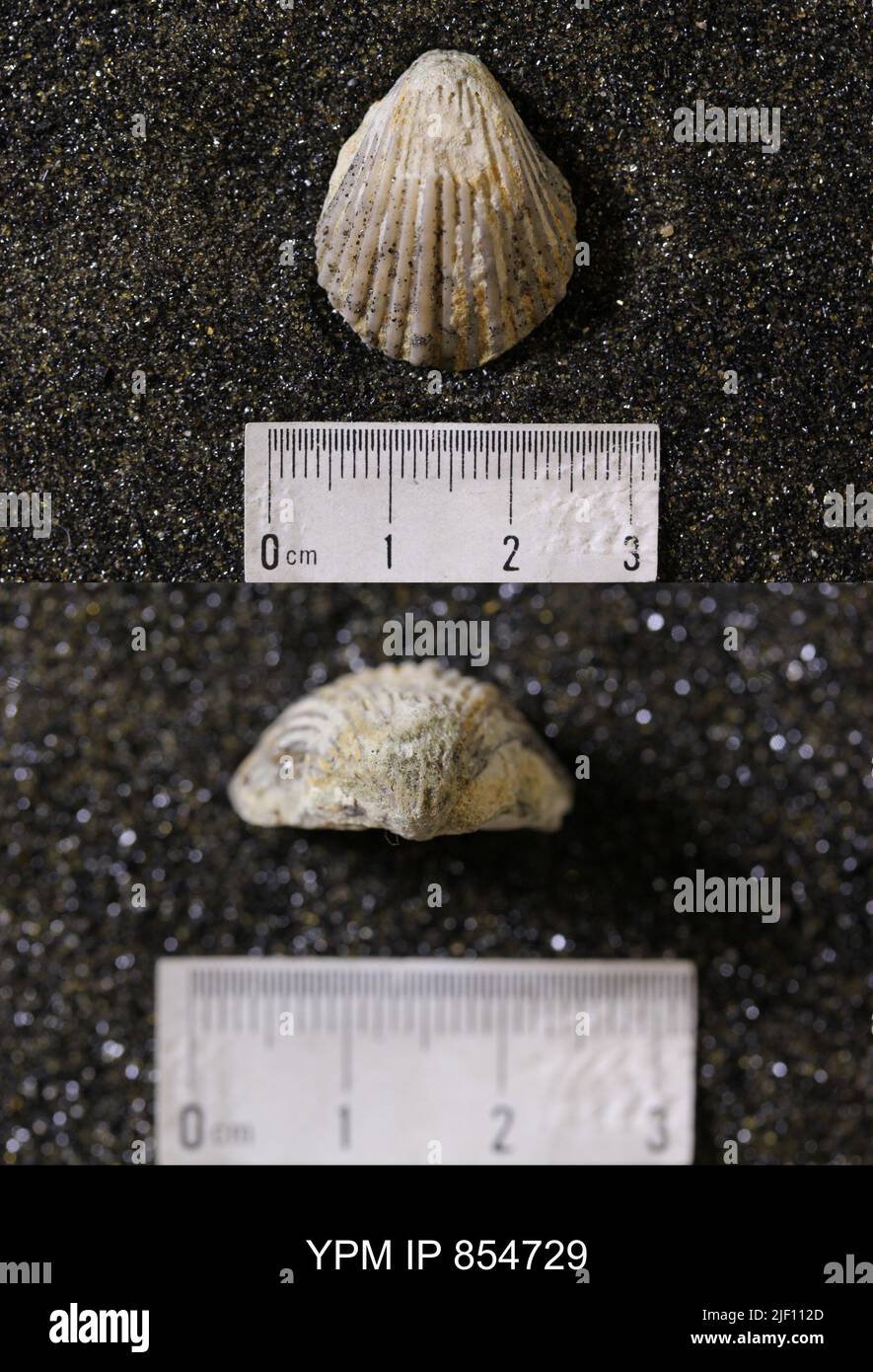 Neithea hi-res stock photography and images - Alamy