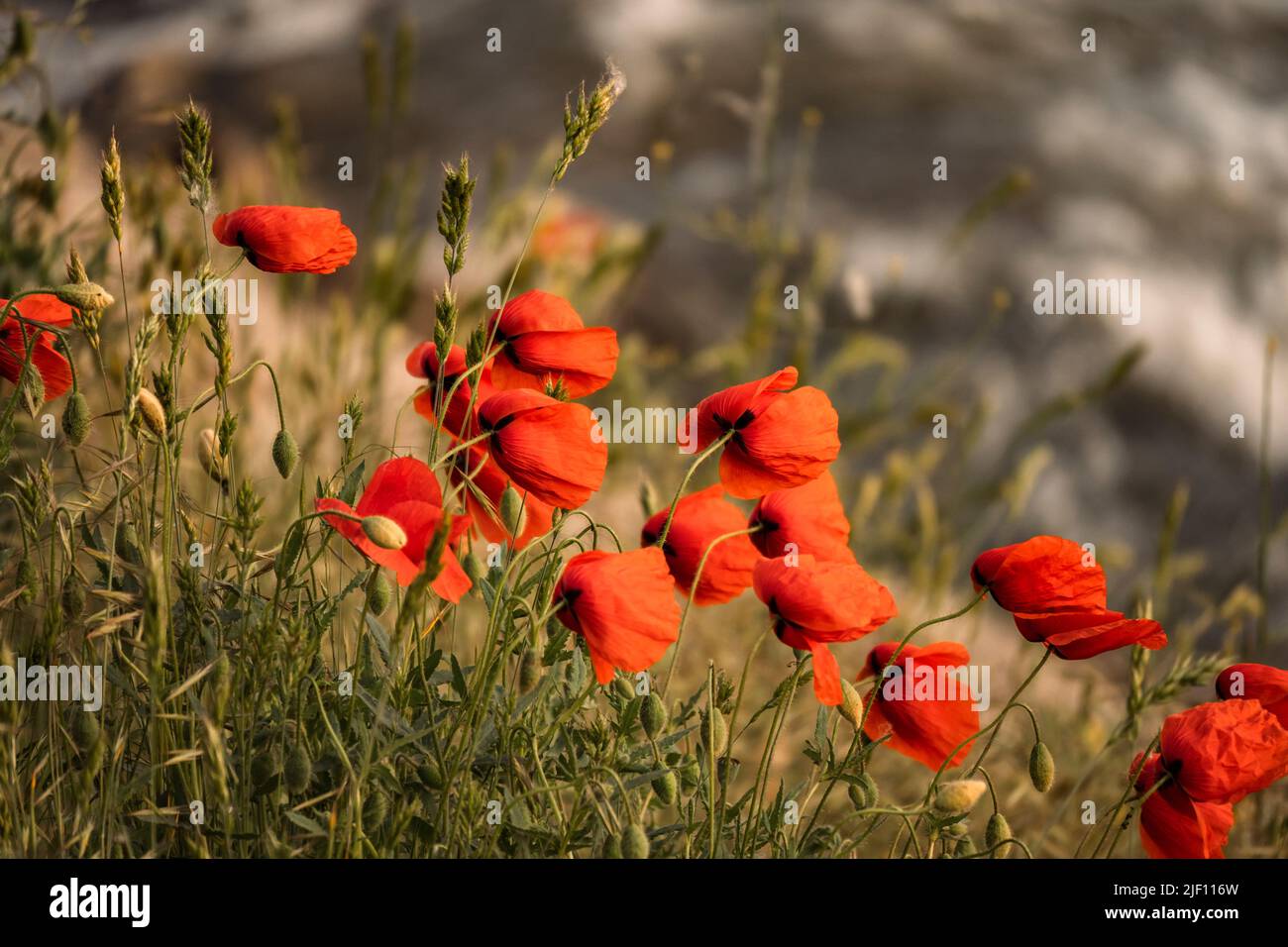 Wild, red poppy flowers growing on the riverbank Stock Photo - Alamy