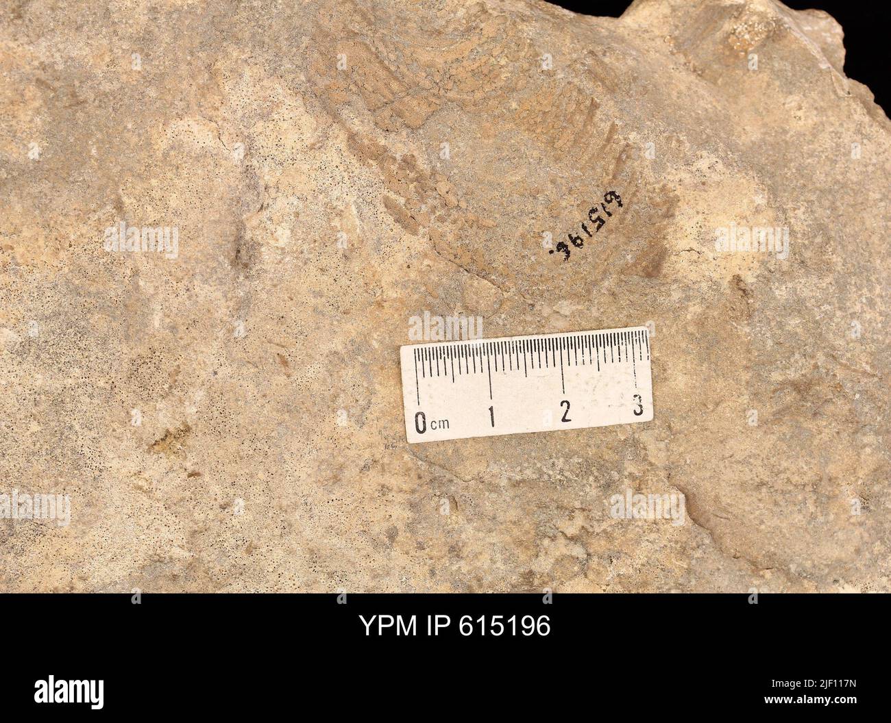 Inoceramus hi-res stock photography and images - Alamy