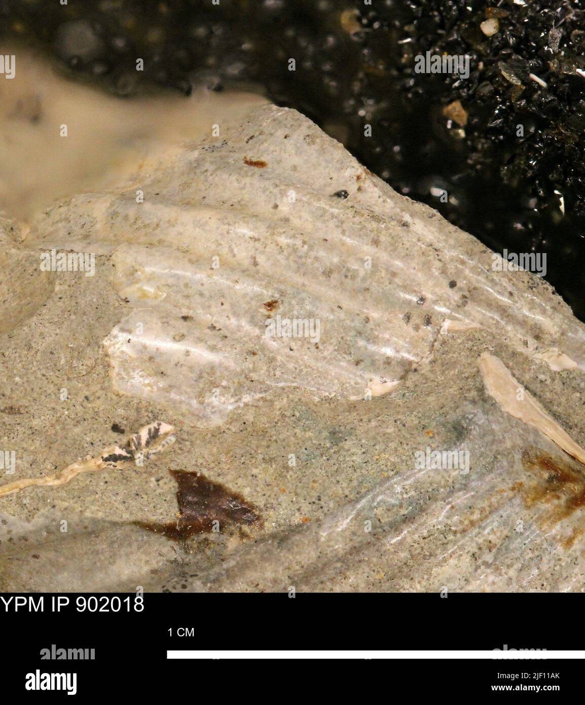 Goniomya hi-res stock photography and images - Alamy