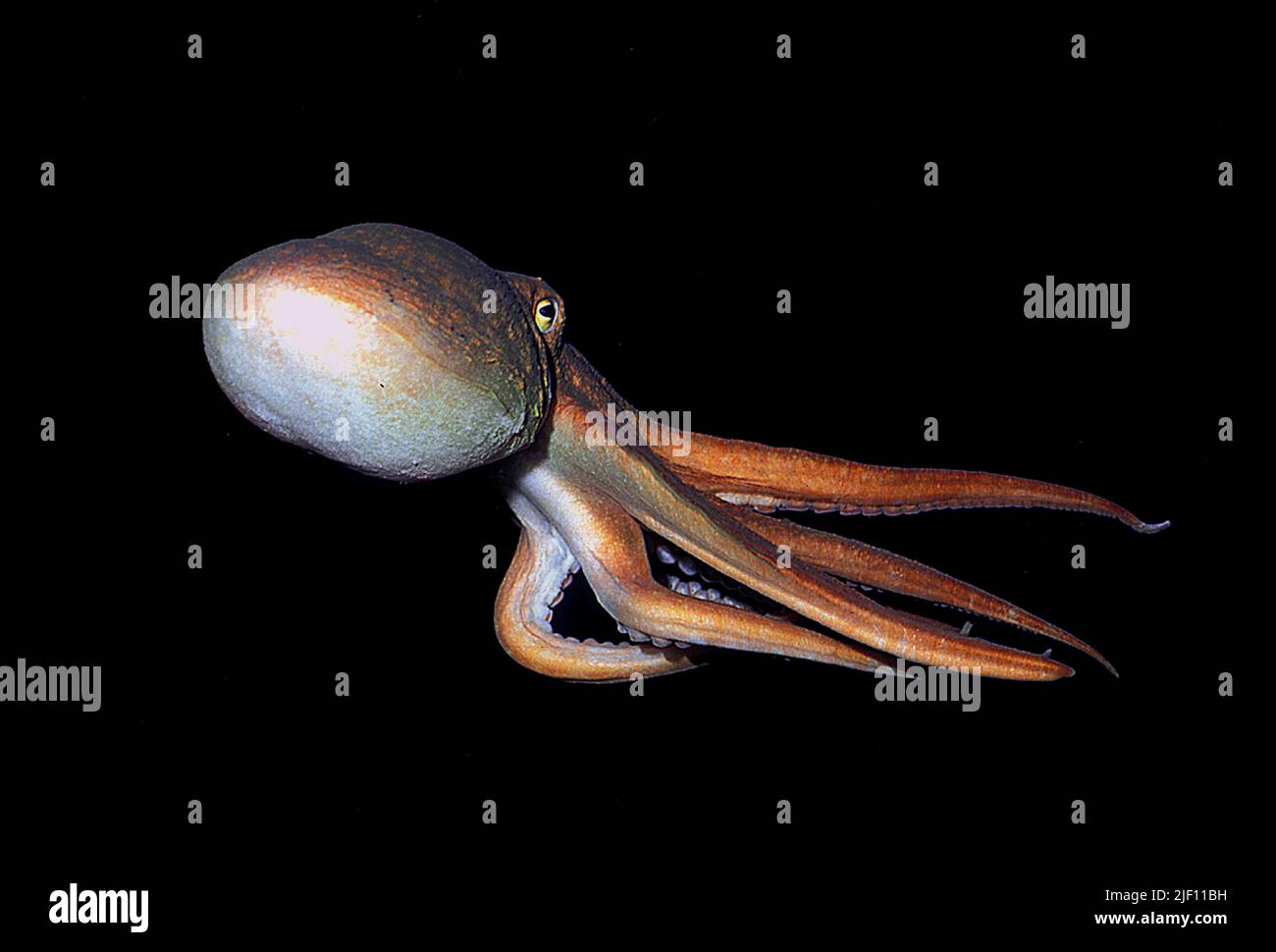 Curled octopus, Eledone cirrhosa. Aquariumphoto Stock Photo - Alamy