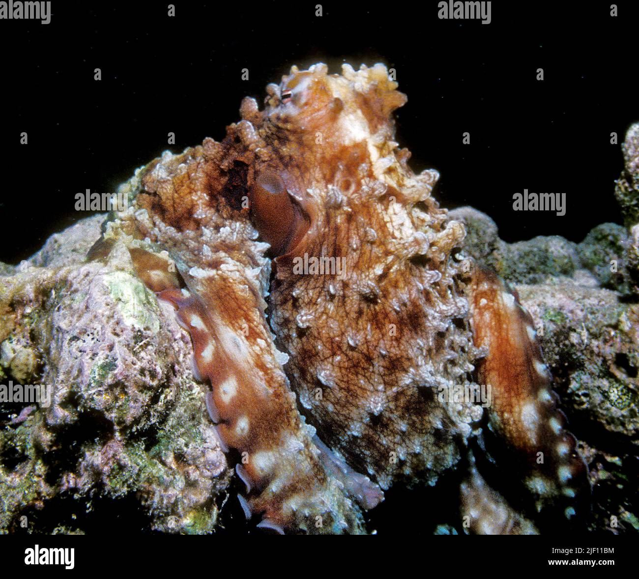 Octopus sp., from the Maldives Stock Photo - Alamy