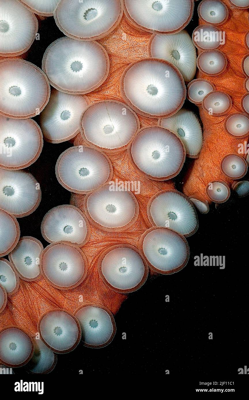 Suction cups of a big Octopus sp. Aquariumphoto Stock Photo - Alamy