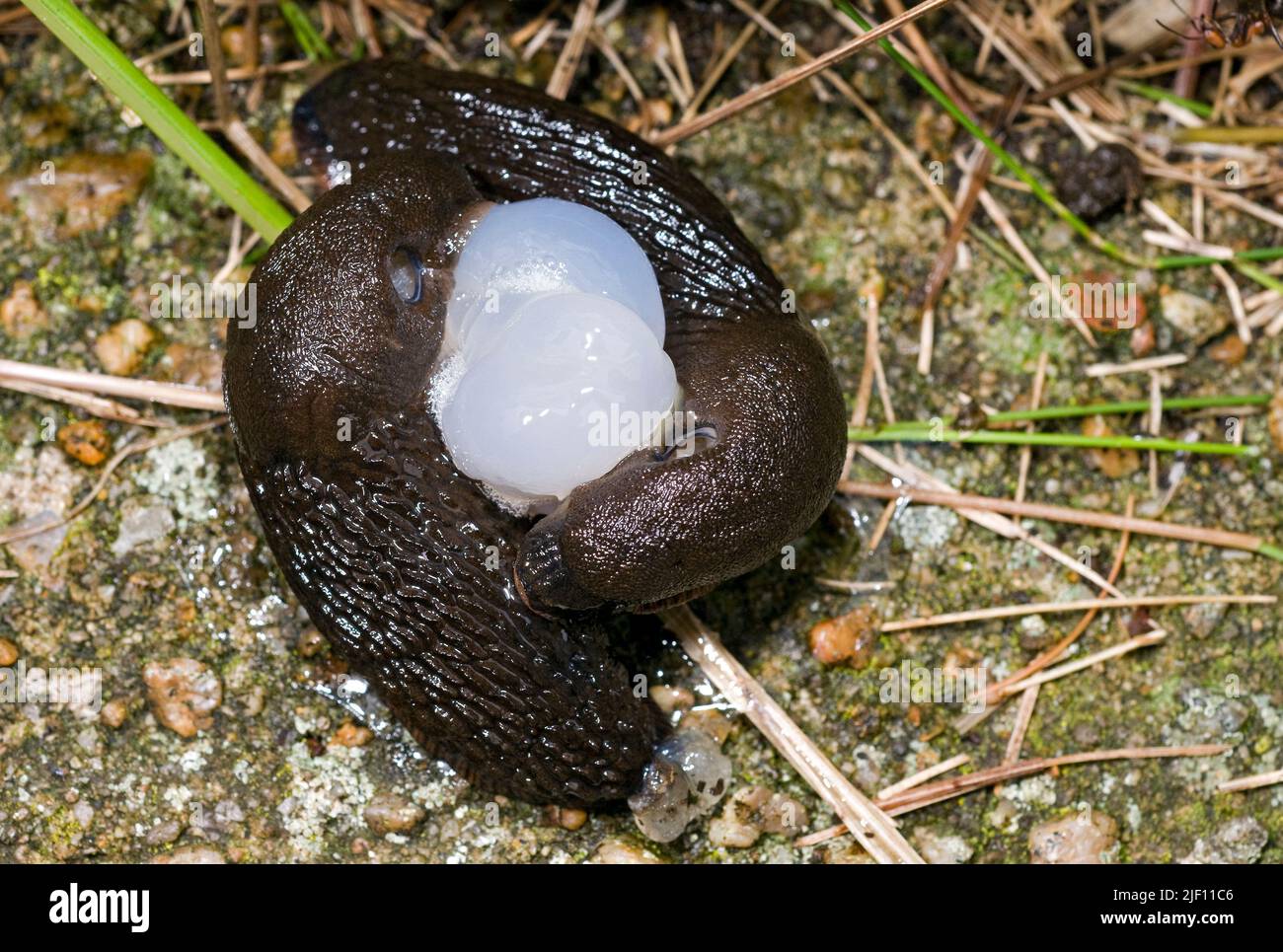 Reproduction in Spanish Slugs, Arion vulgaris. The hermafroditic ...