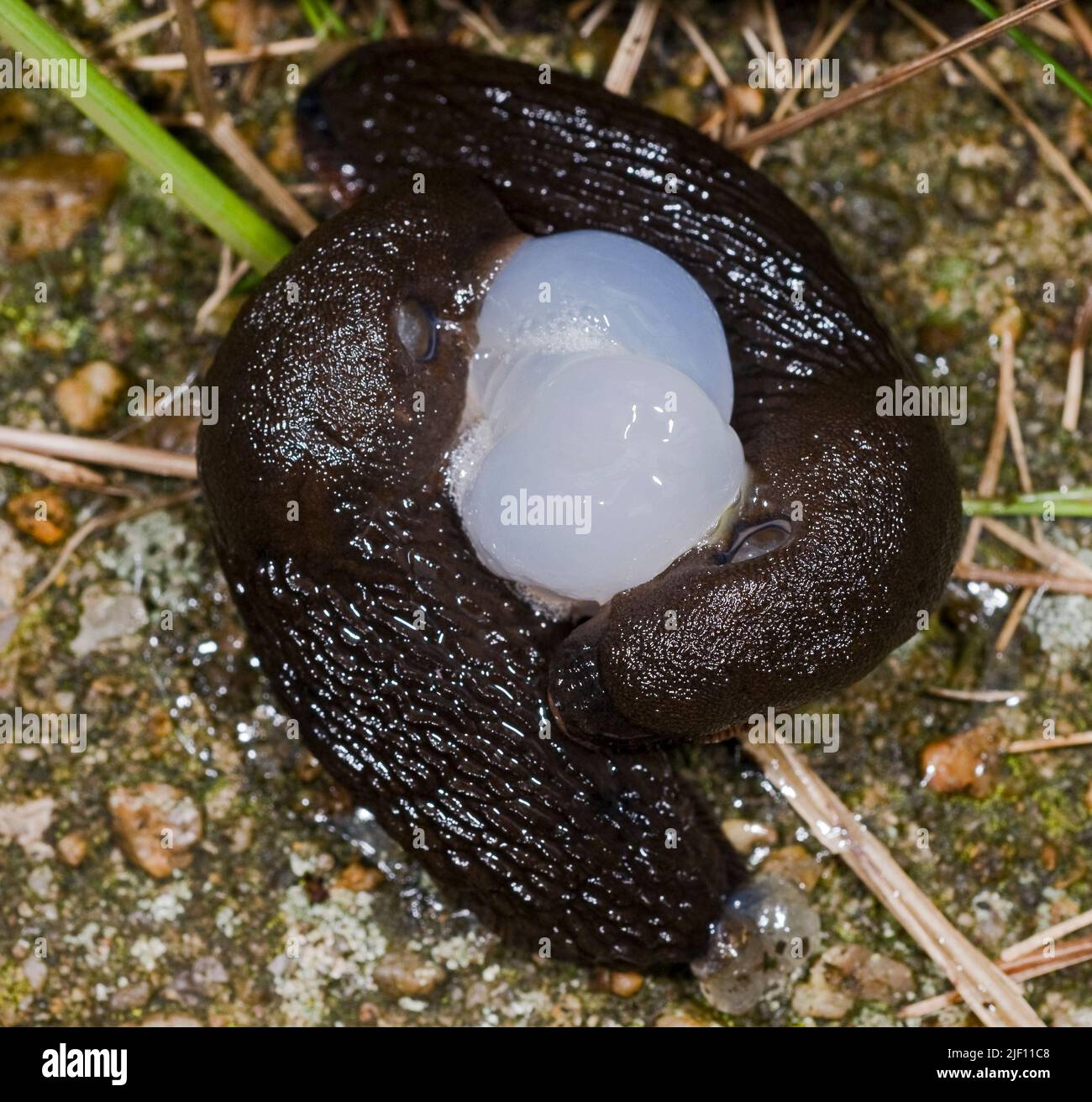 Reproduction in Spanish Slugs, Arion vulgaris. The hermafroditic ...