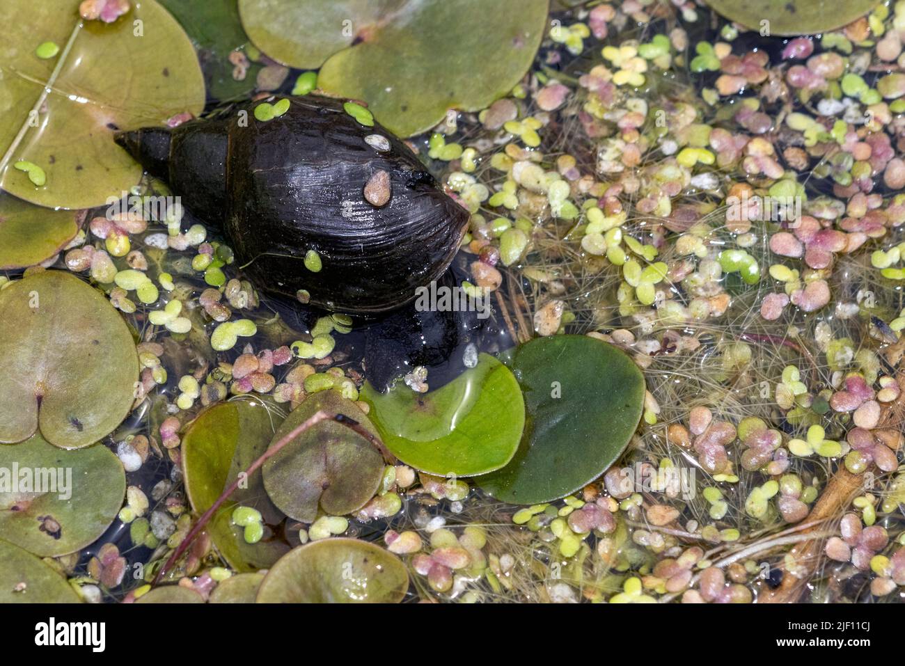 Stor damsnegl hi-res stock photography and images - Alamy