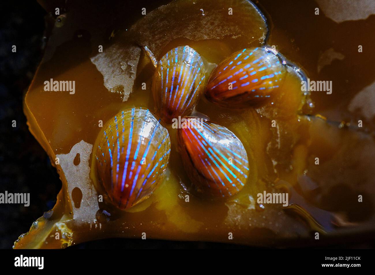 Blue-rayed limpet (Patella pellucida) from Hidra, south-western Norway ...