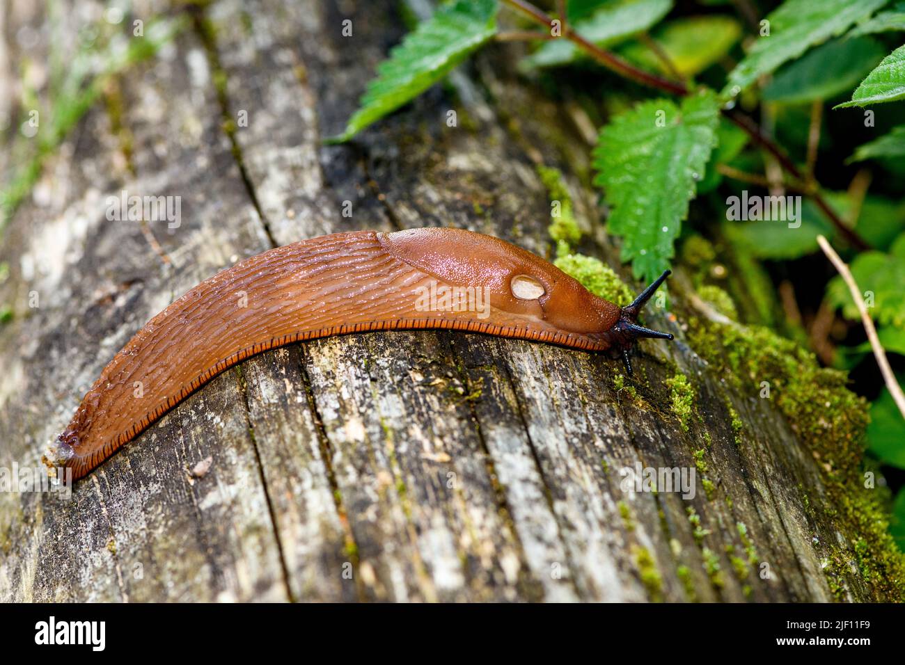 Red slug (Arion rufus) from Vejlerne, Denmark Stock Photo - Alamy