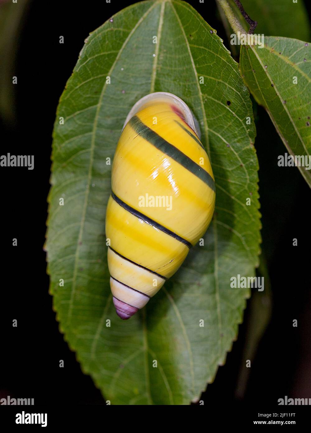 Terrestrial pulmonate snail (Amphidromus poecilochorus) from Komodo ...