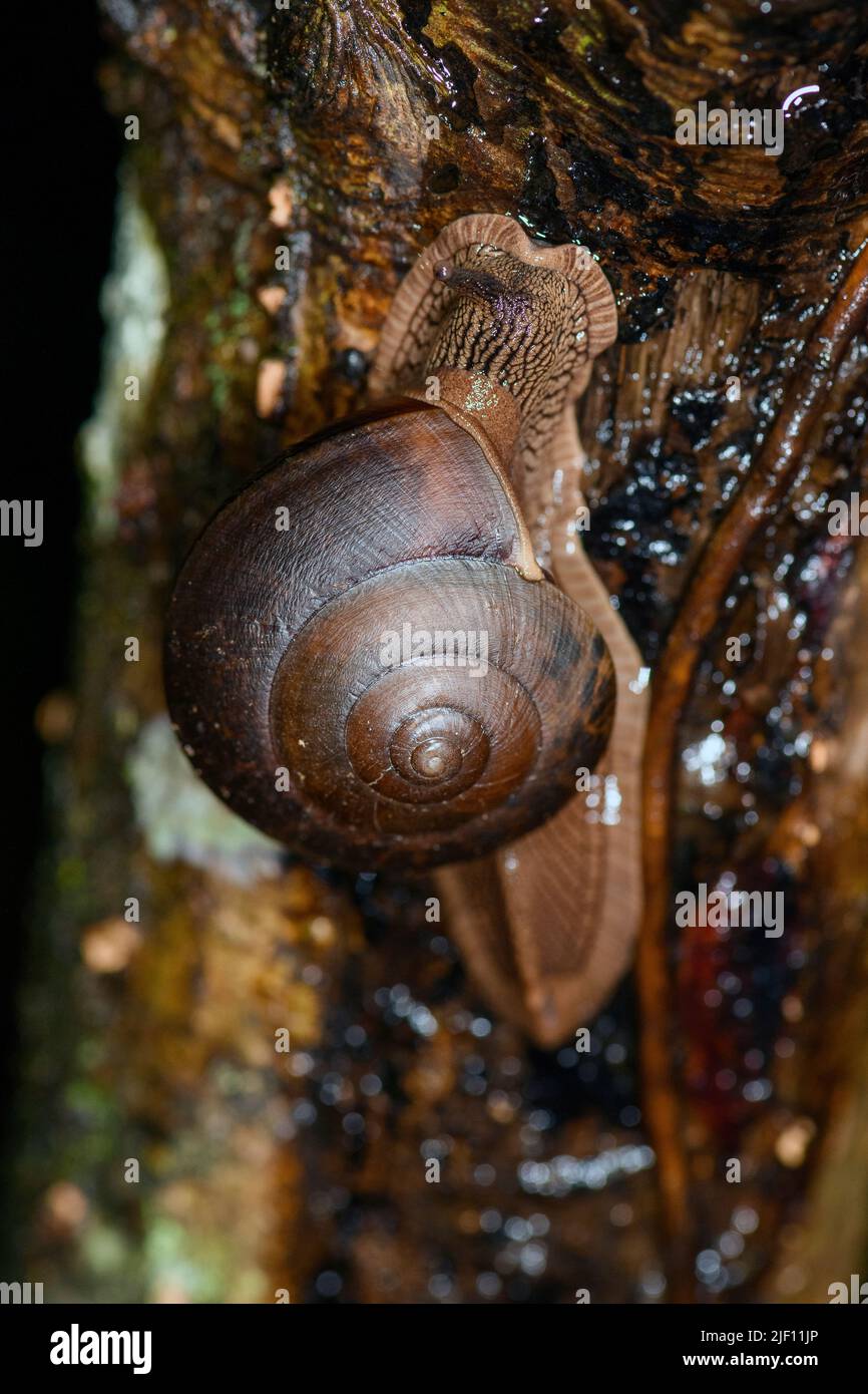 The terrestrial snail Hemiplecta humphreysiana form Tanjung Puting ...
