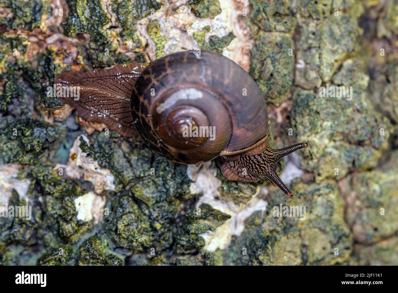 The terrestrial snail Hemiplecta humphreysiana form Tanjung Puting ...