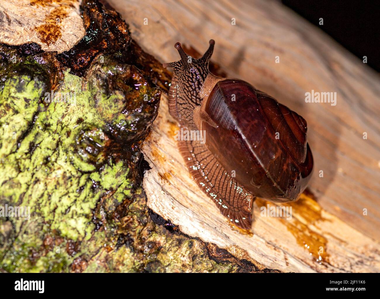 The terrestrial snail Hemiplecta humphreysiana form Tanjung Puting ...