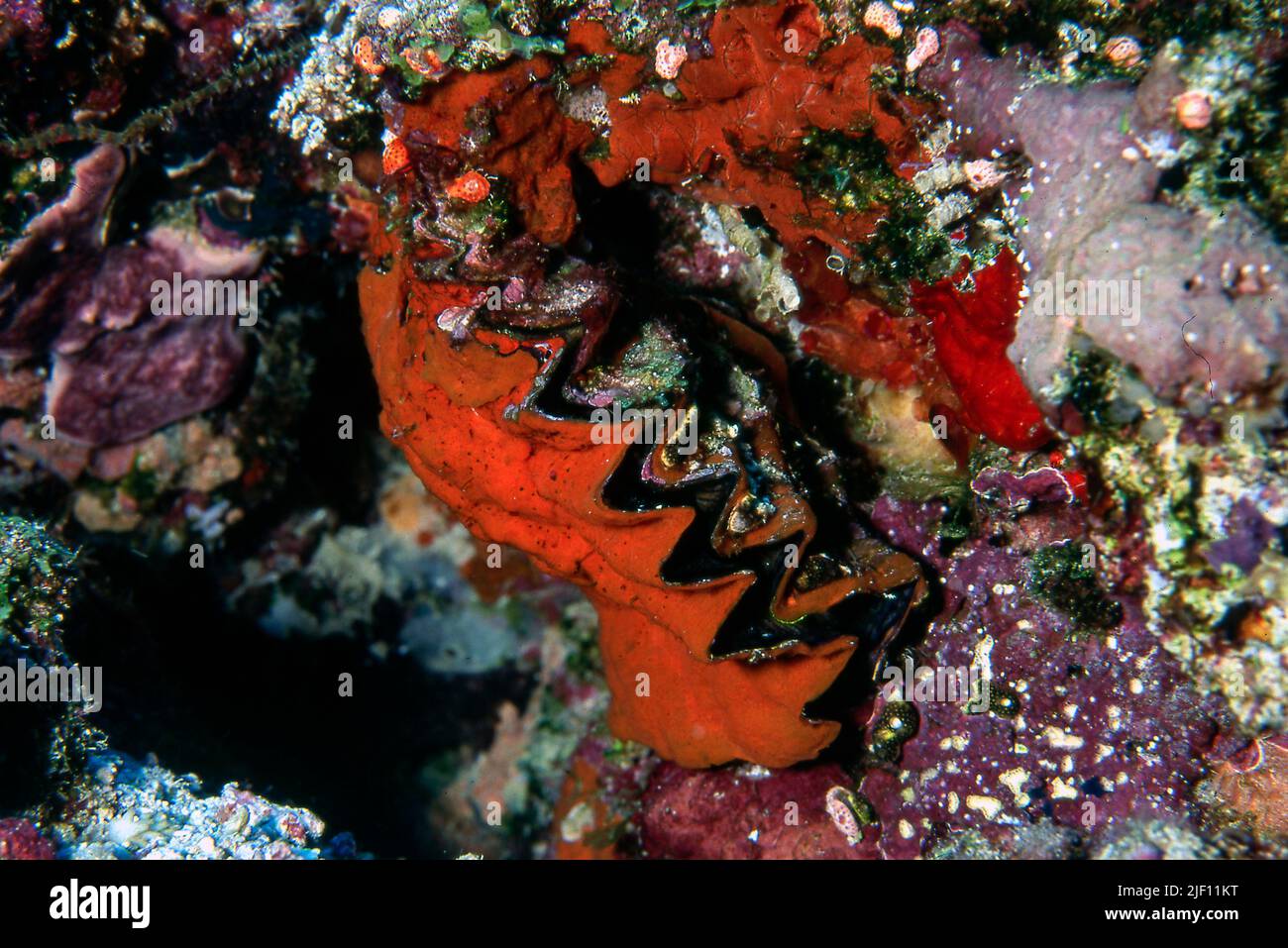 Cockscomb oyster (Lopha cristagalli) from Kuredu, the Maldives. The ...