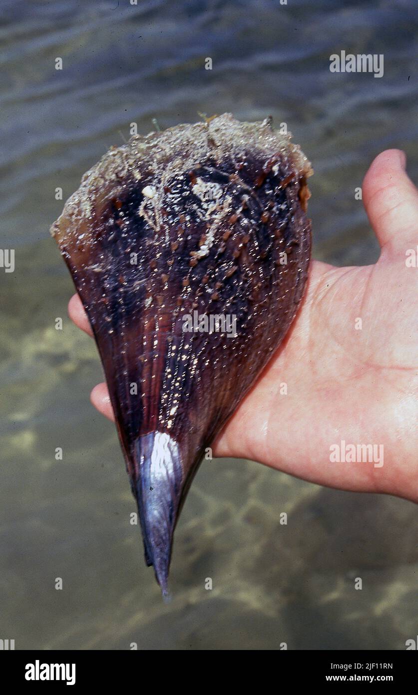 Florida Rough Pen Shell