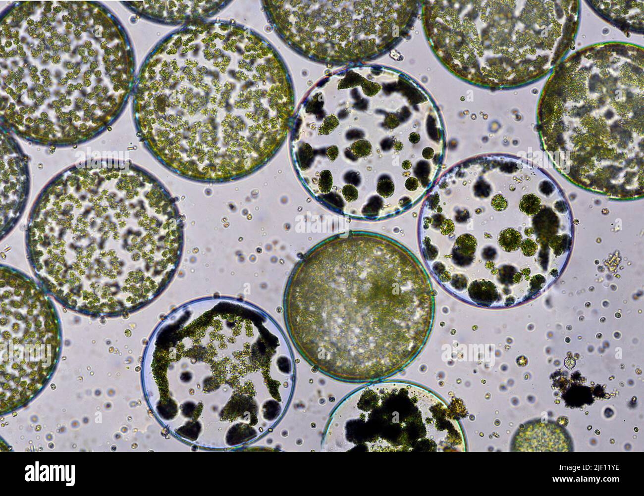 Large, single-celled algae cells of the genus Halaosphaera, (probably H ...