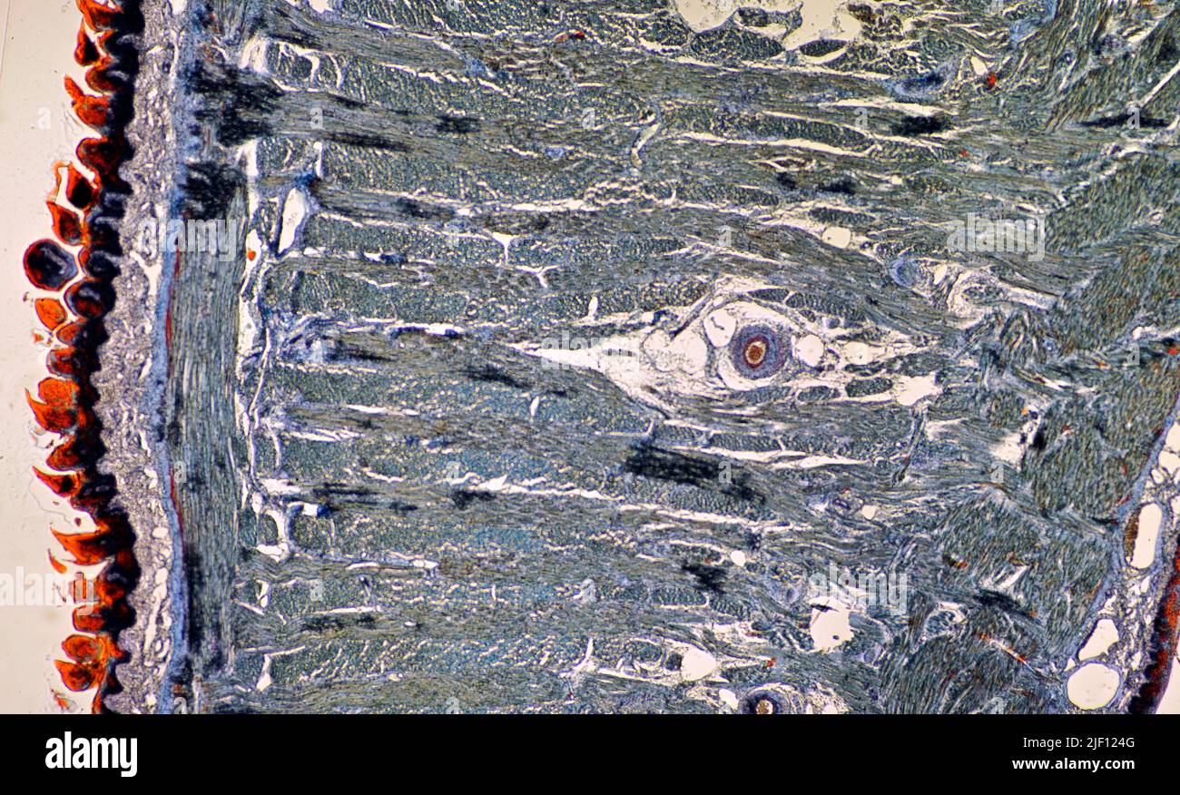 Cross section of muscle tissue Stock Photo - Alamy