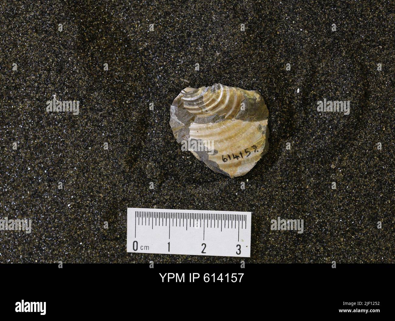 Inoceramus sp animalia hi-res stock photography and images - Alamy