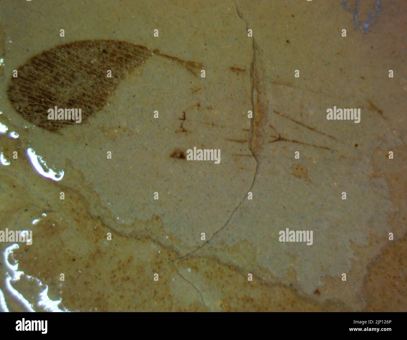 Undet pterygota animalia hi-res stock photography and images - Alamy