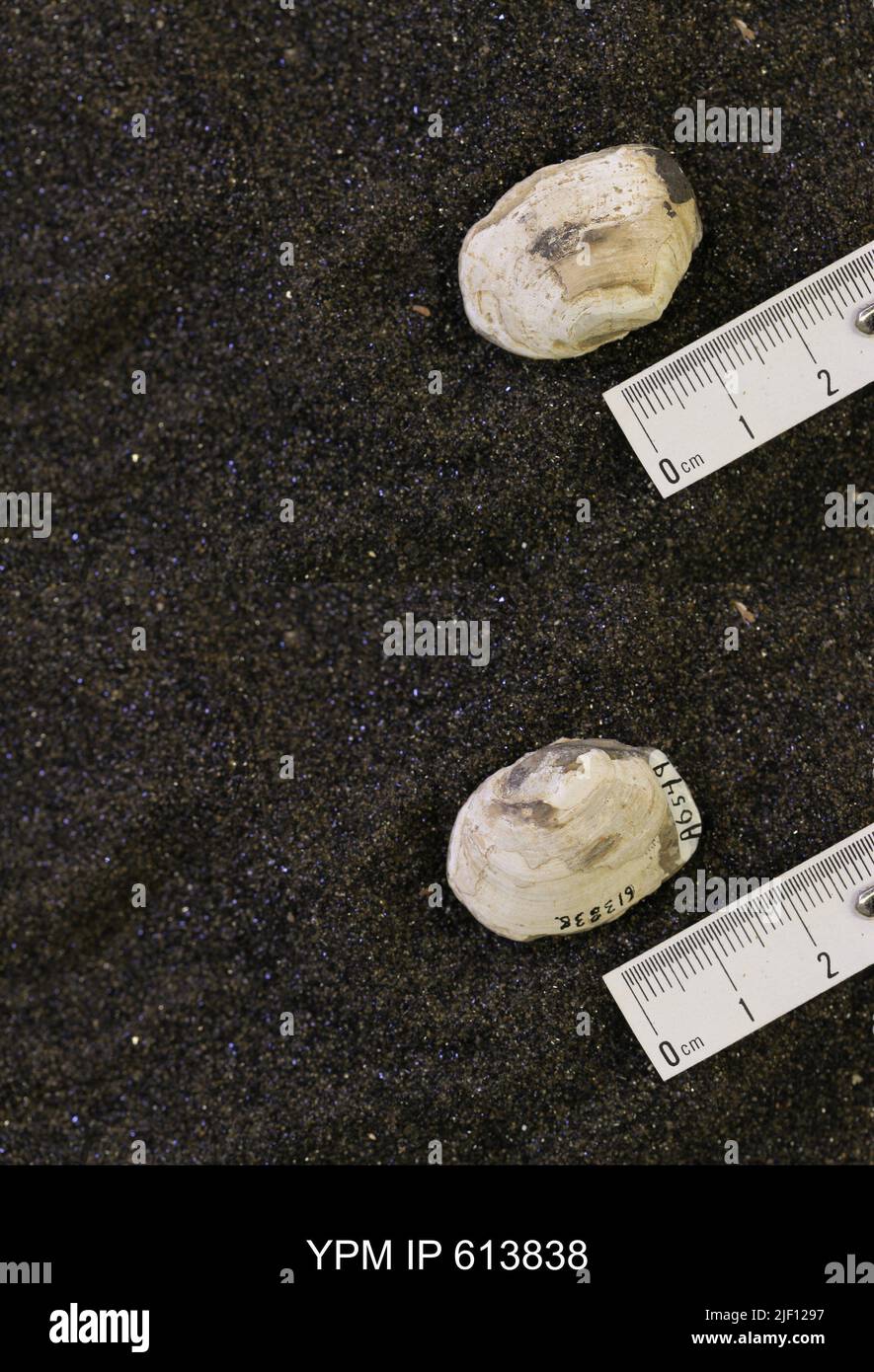 Cucullaea sp animalia hi-res stock photography and images - Alamy