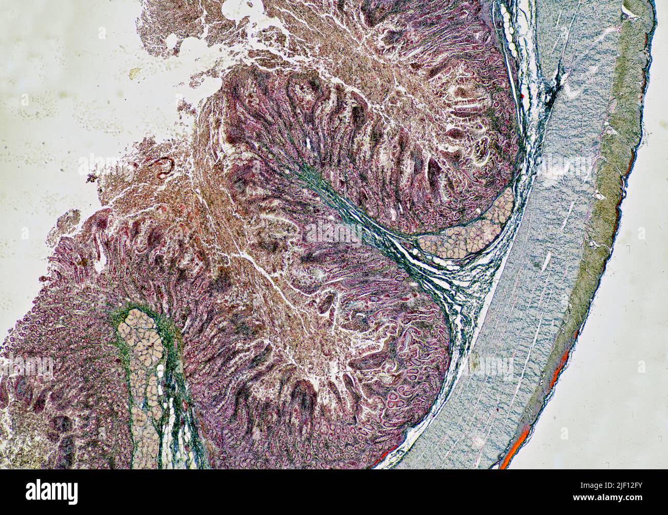 Cross section of the small intestine Stock Photo - Alamy