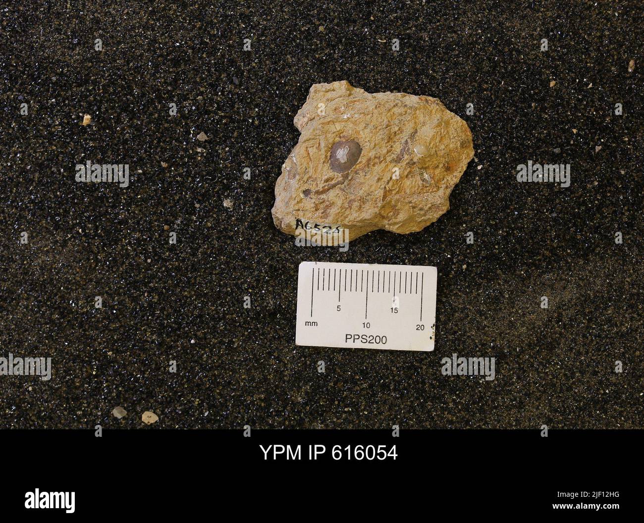 Undet bivalvia animalia hi-res stock photography and images - Alamy