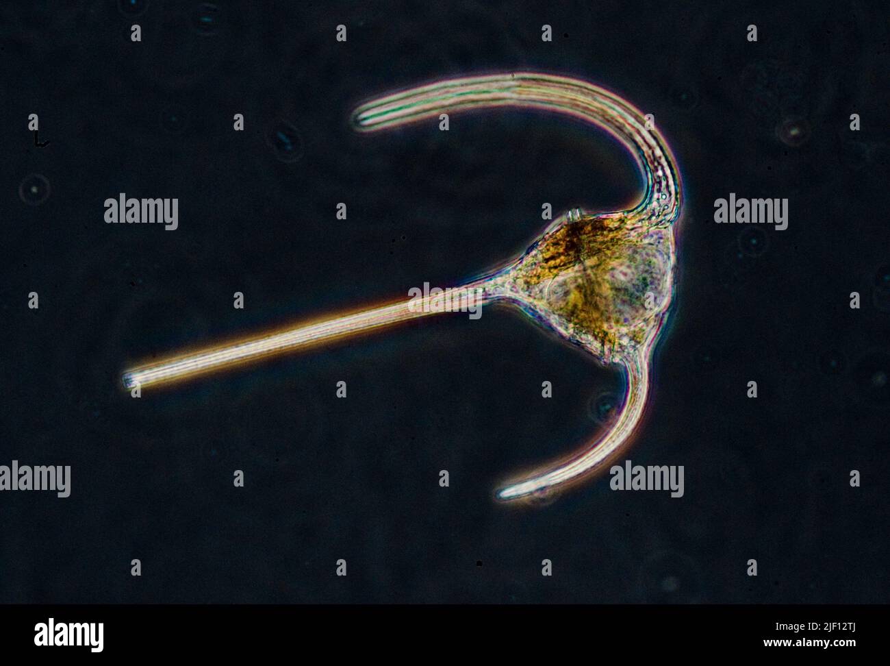 Dinoflagellate from the genus Tripos (syn: Ceratium), probably T ...