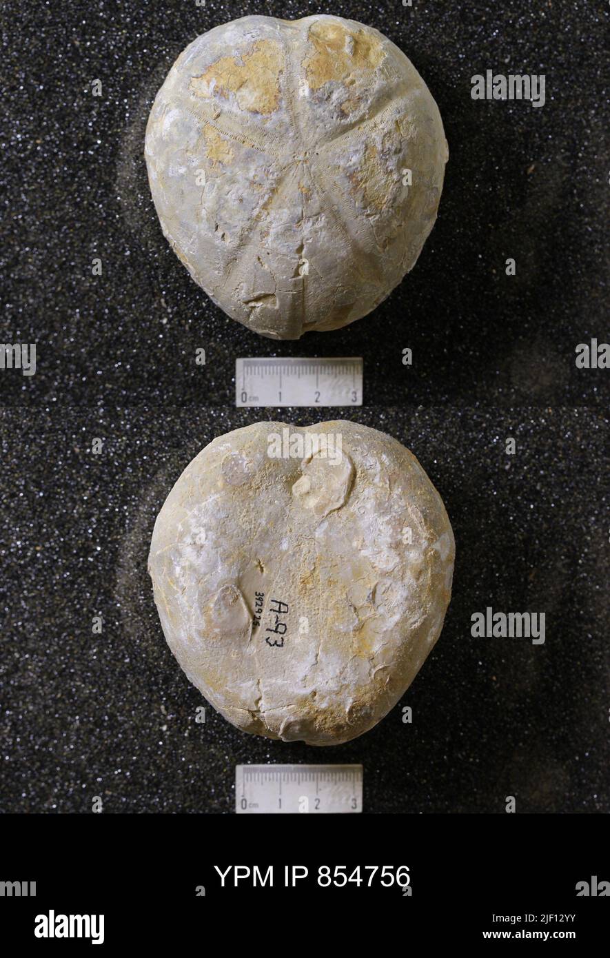 1853 animalia hi-res stock photography and images - Alamy