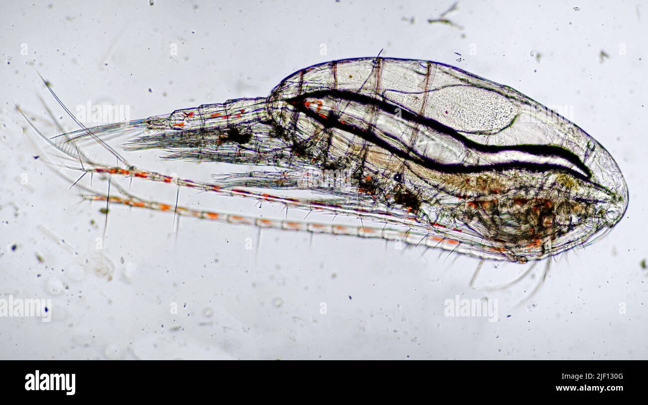 The planktonic Crustacean Calanus finmarchicus. Lateral view Stock ...