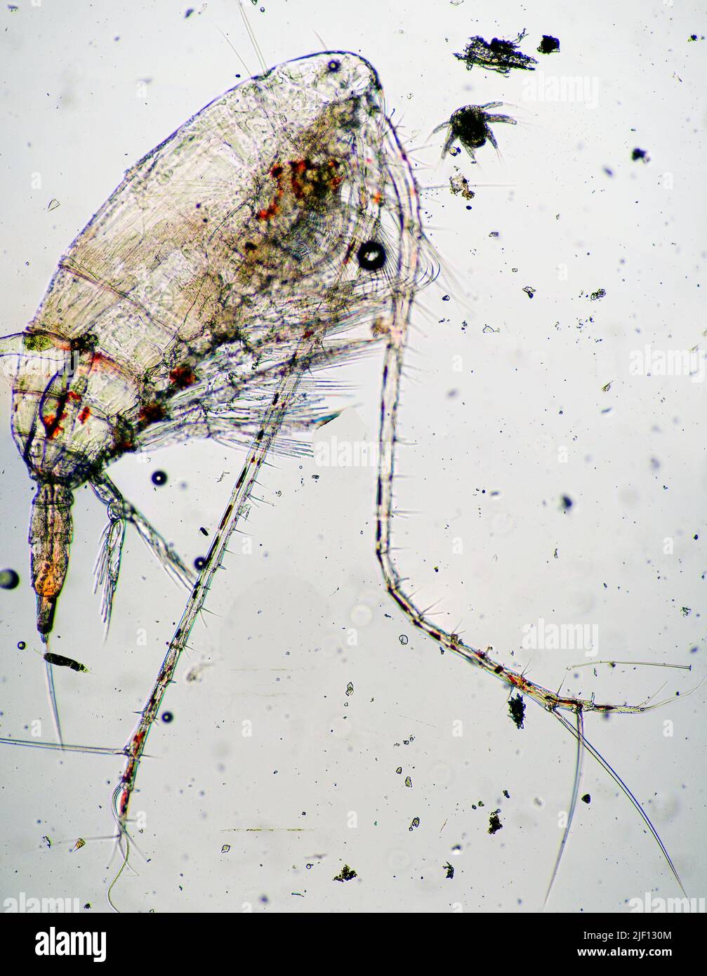 The planktonic Crustacean Calanus finmarchicus. Lateral view Stock ...
