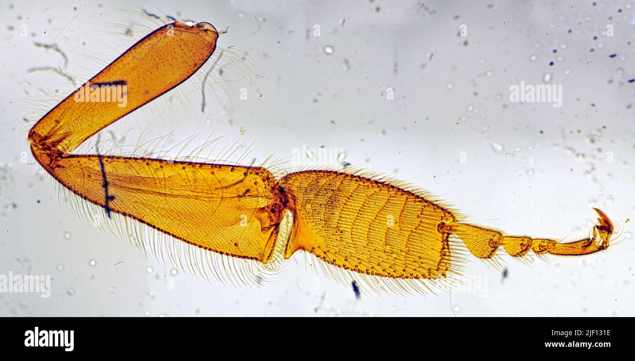 The leg of a Honey Bee (Apis sp Stock Photo - Alamy