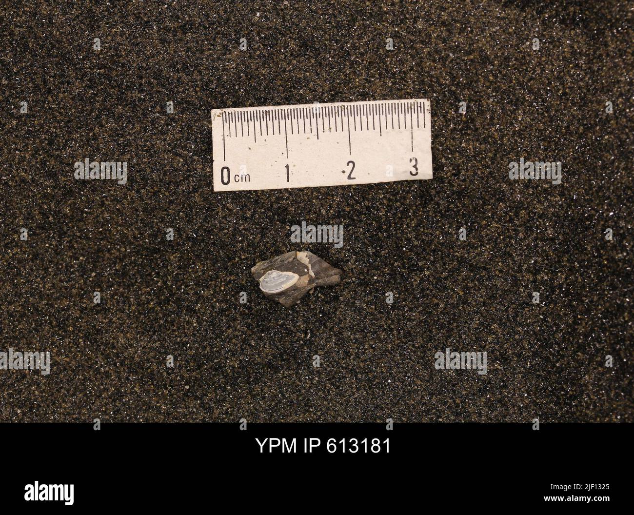 Nuculanidae animalia hi-res stock photography and images - Alamy