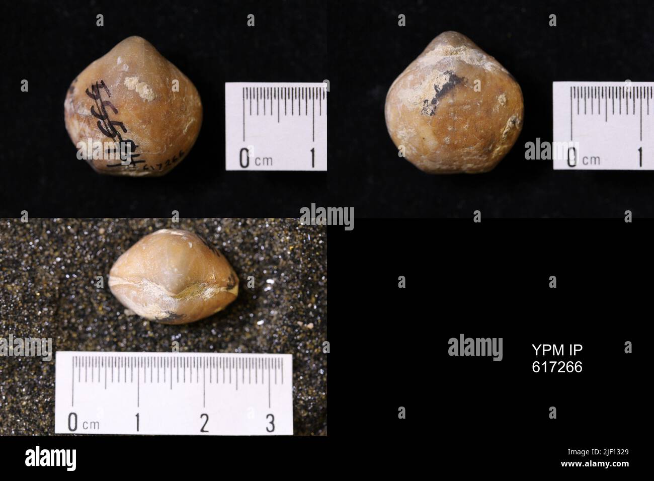 Kingena wacoensis Roemer Stock Photo - Alamy