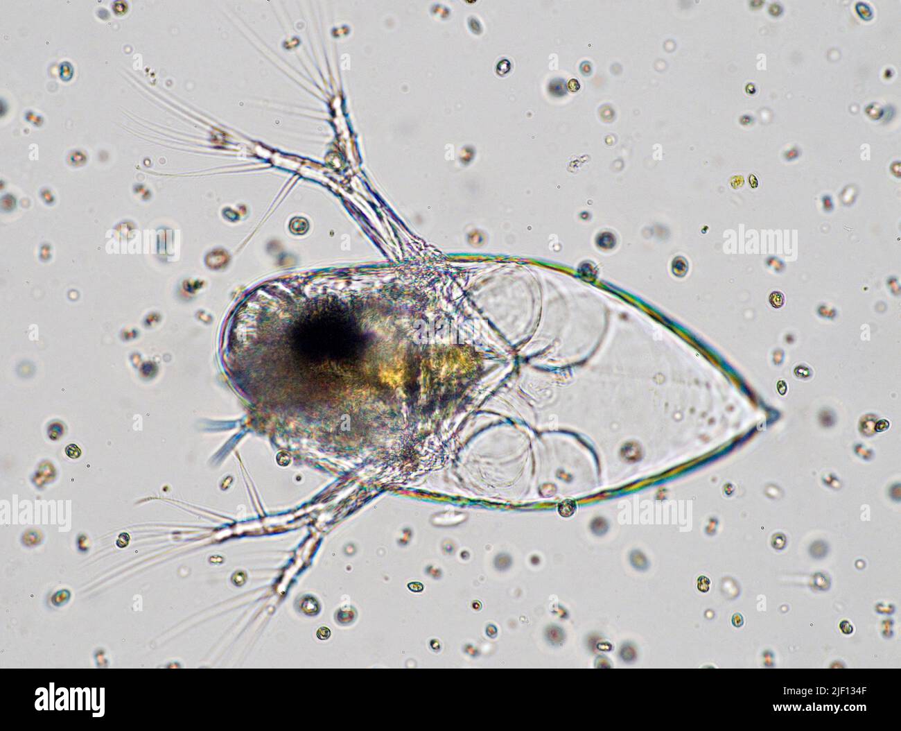 Branchiopoda Characteristics