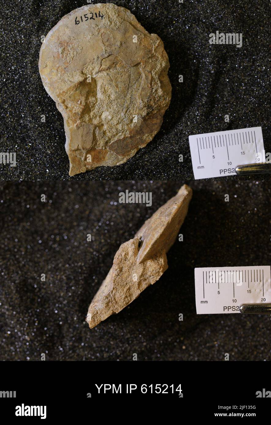 Sphenodiscus sp hi-res stock photography and images - Alamy