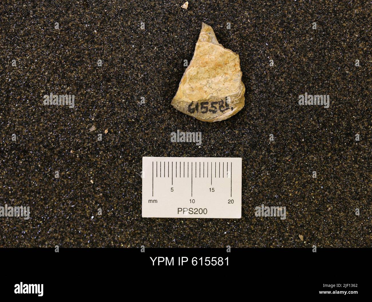 Undet bivalvia animalia hi-res stock photography and images - Alamy