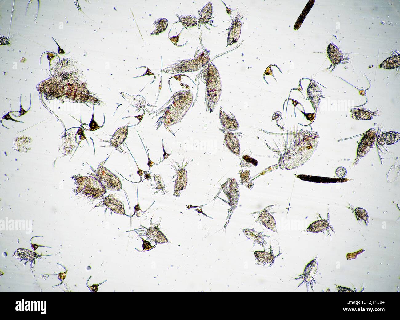 Copepoda plancton hi-res stock photography and images - Alamy
